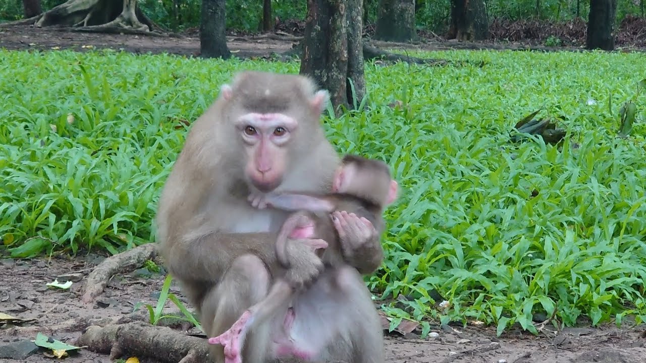 amazing on ground dark blue monkey - YouTube