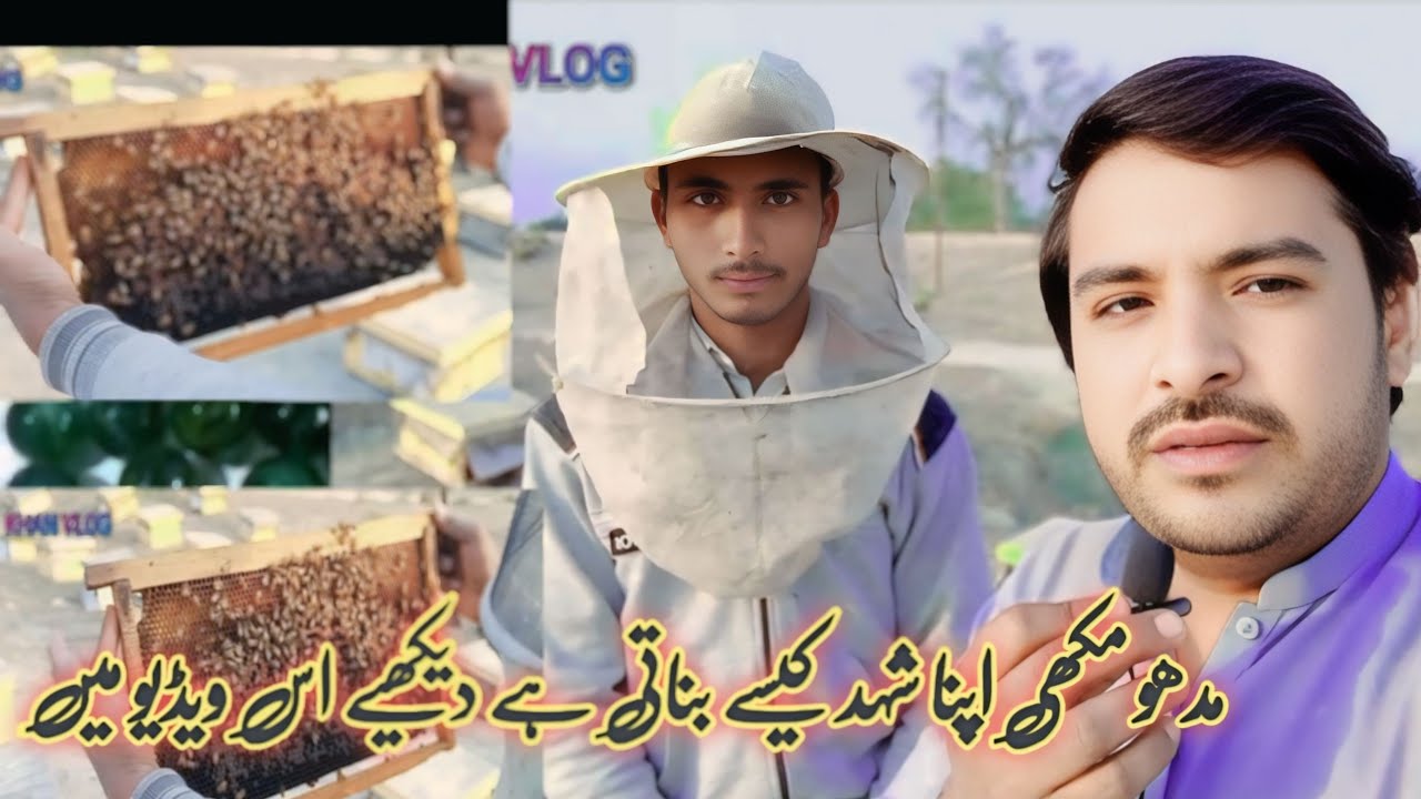 Honey Bee Farming In Pakistan how to Do Bee Farming Business in ...