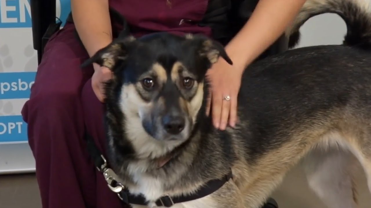 Animal Show 160 - Patti Dale Animal Shelter - YouTube