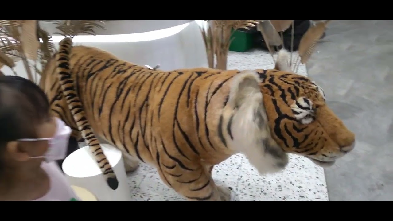 Play with Tiger I dont scared🤣🥰 - YouTube
