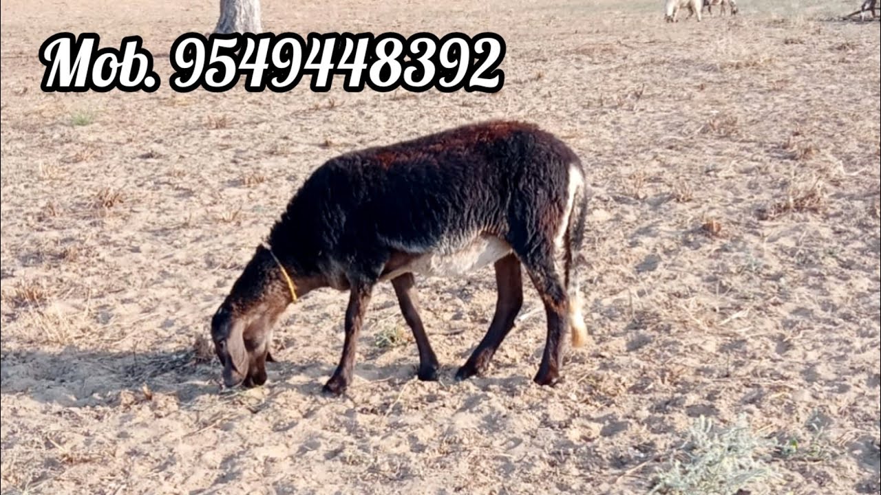 Sunil Bhai Banwara Nagor Rajasthan// Lambi Puchh Wala Minda Bikaw hai ...
