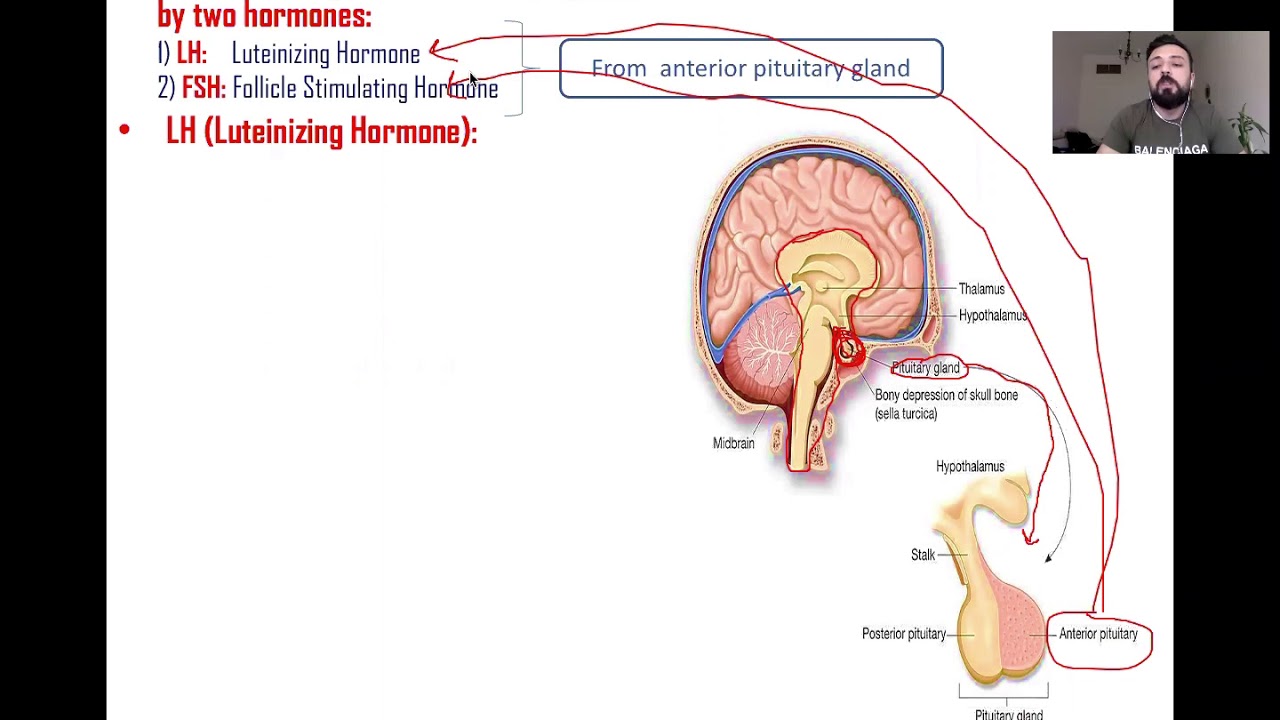 Biology 11 AM Male Rep Sys WK2 19 20 - YouTube