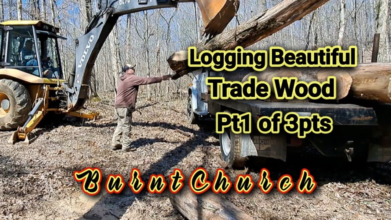 Logging Beautiful Trade Wood Pt1 Of 3#logging #maple - YouTube