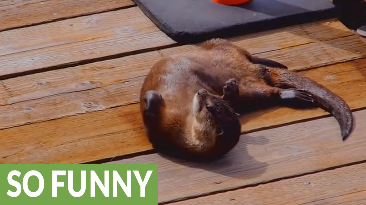 Friendly wild otters casually approach humans - YouTube