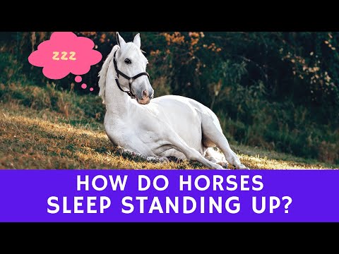 How do Horses Sleep Standing up? Educational Info about Stay Apparatus ...