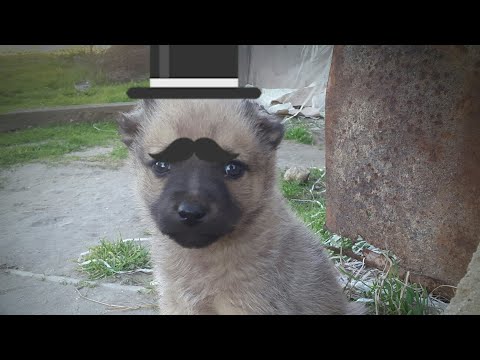 Bala it 🐕