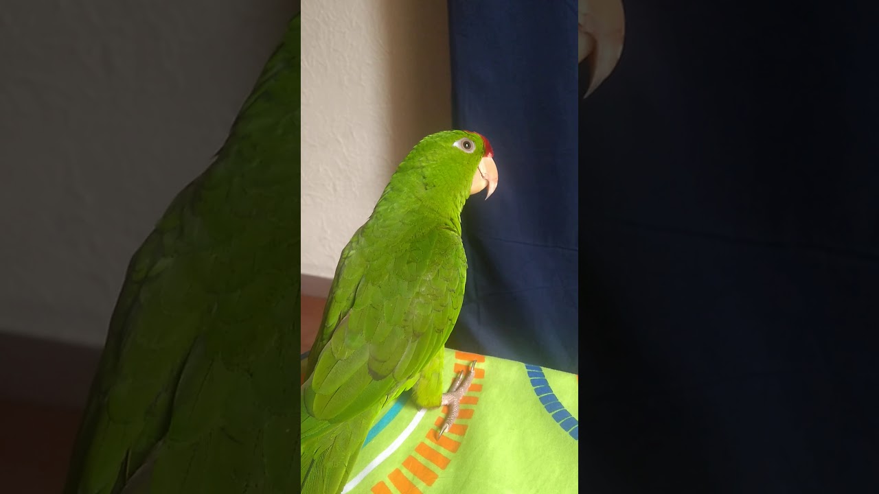 ENSEÑANDO HABLAR A UN LORO - YouTube