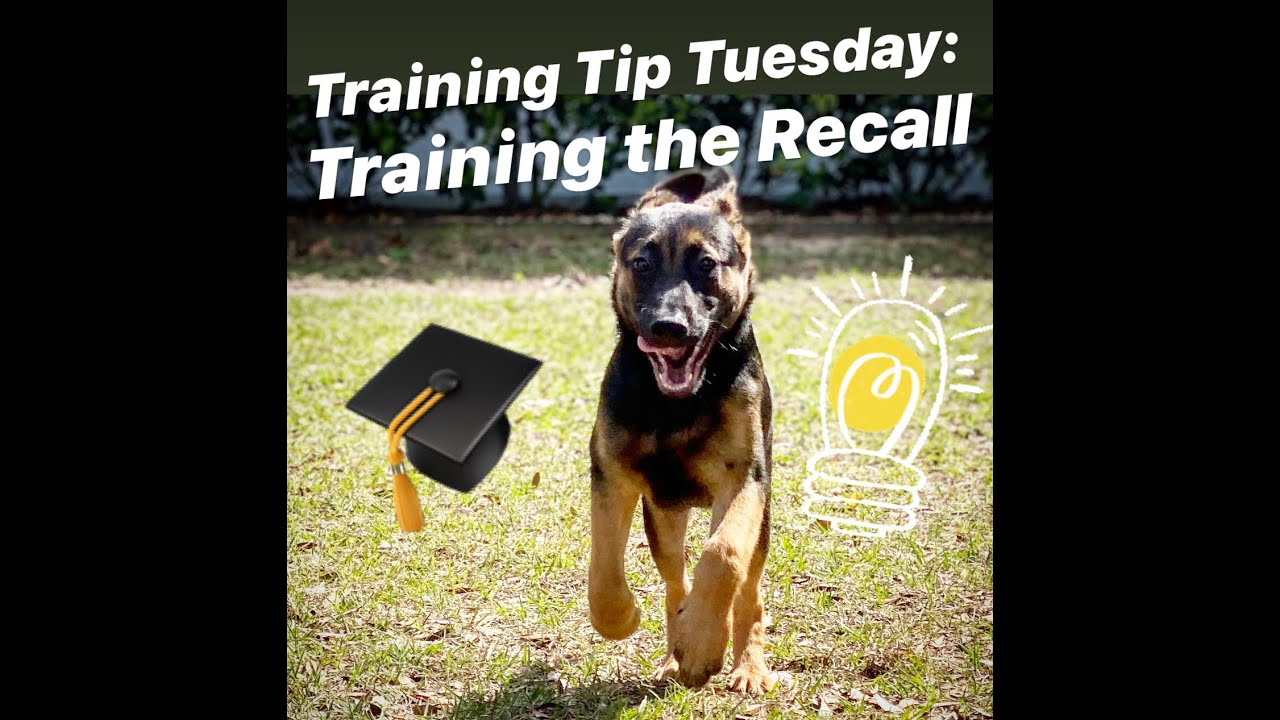 Training Tip Tuesday: Training The Recall - YouTube