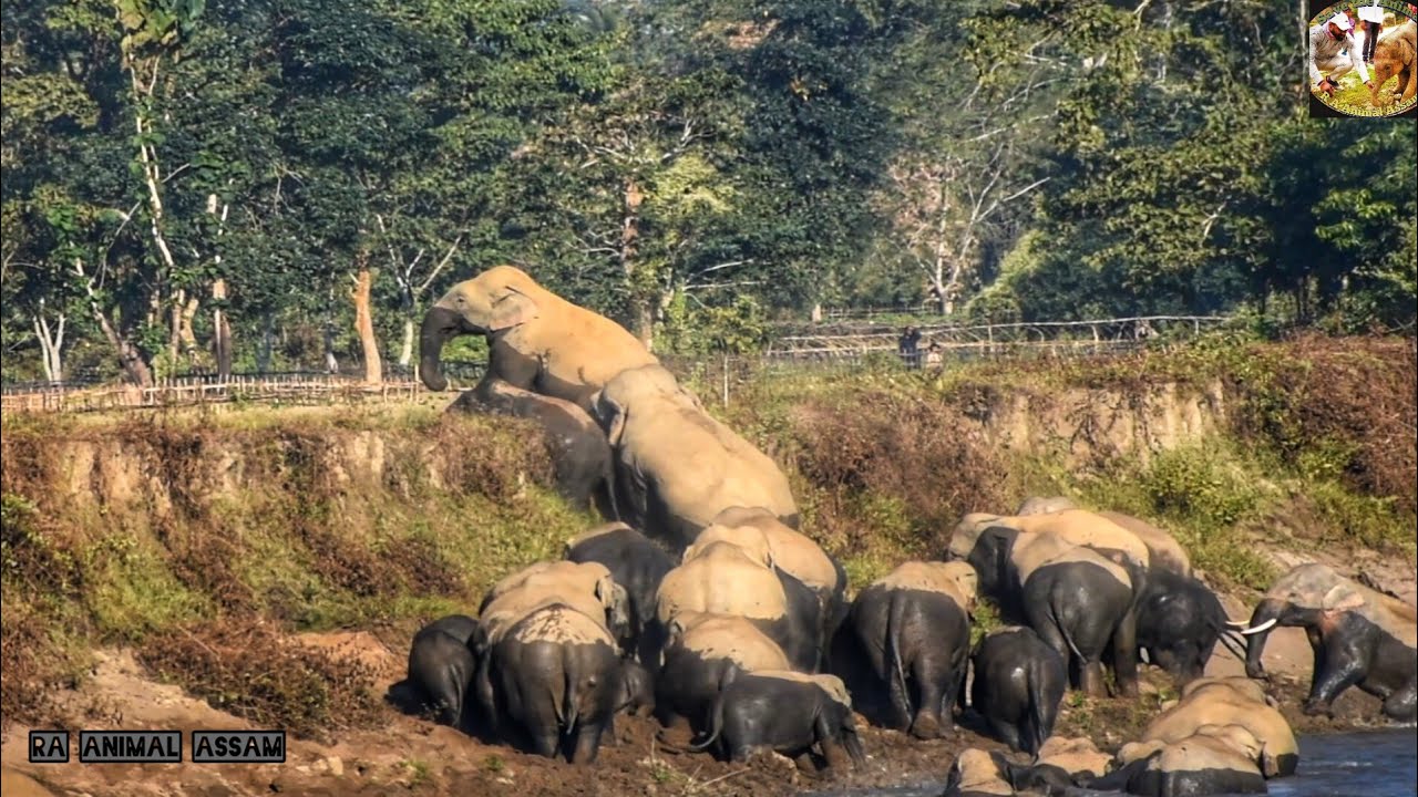 WILD ELEPHANTS HELPING EACH OTHER TO GET UP FROM THE RIVER - YouTube