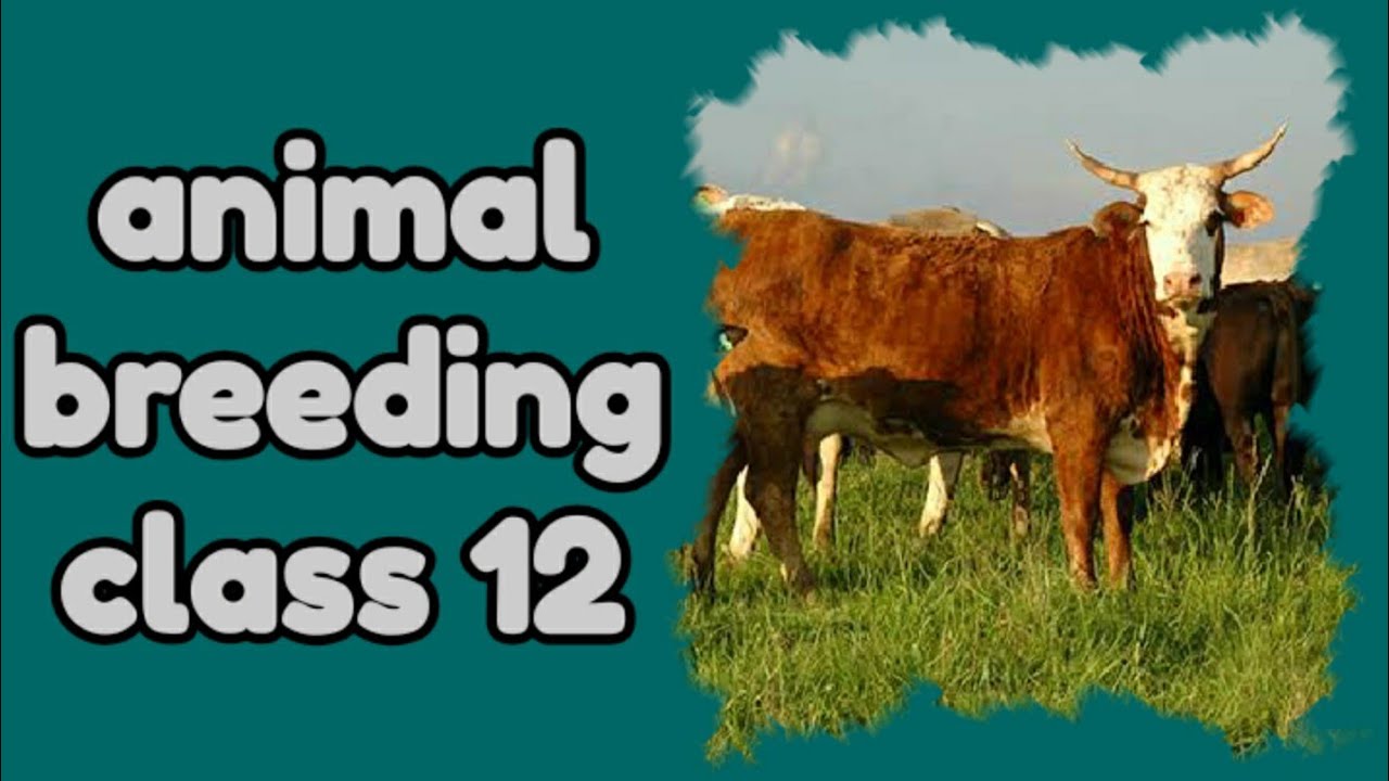 Animal breeding | class 12 - YouTube