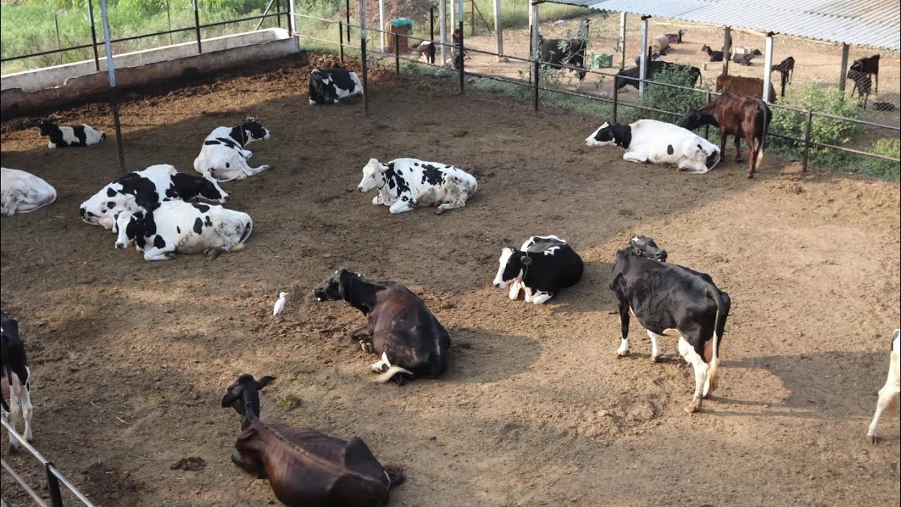 मुक्त संचार गोठा म्हणजे काय आणि फायदे तोटे ! Dairy farming in ...