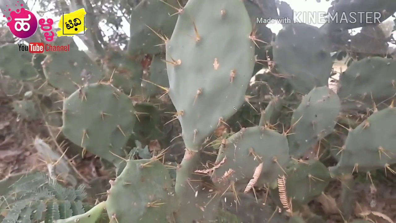 ಮುಳ್ಳು ಪಾಪಸ್ ಕಳ್ಳಿ ಗಿಡದ ಉಪಯೋಗ | Opuntia Plant Uses In Kannada | Papas ...