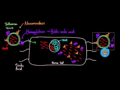 02 Influenza pathology 02 When flu viruses attack - YouTube