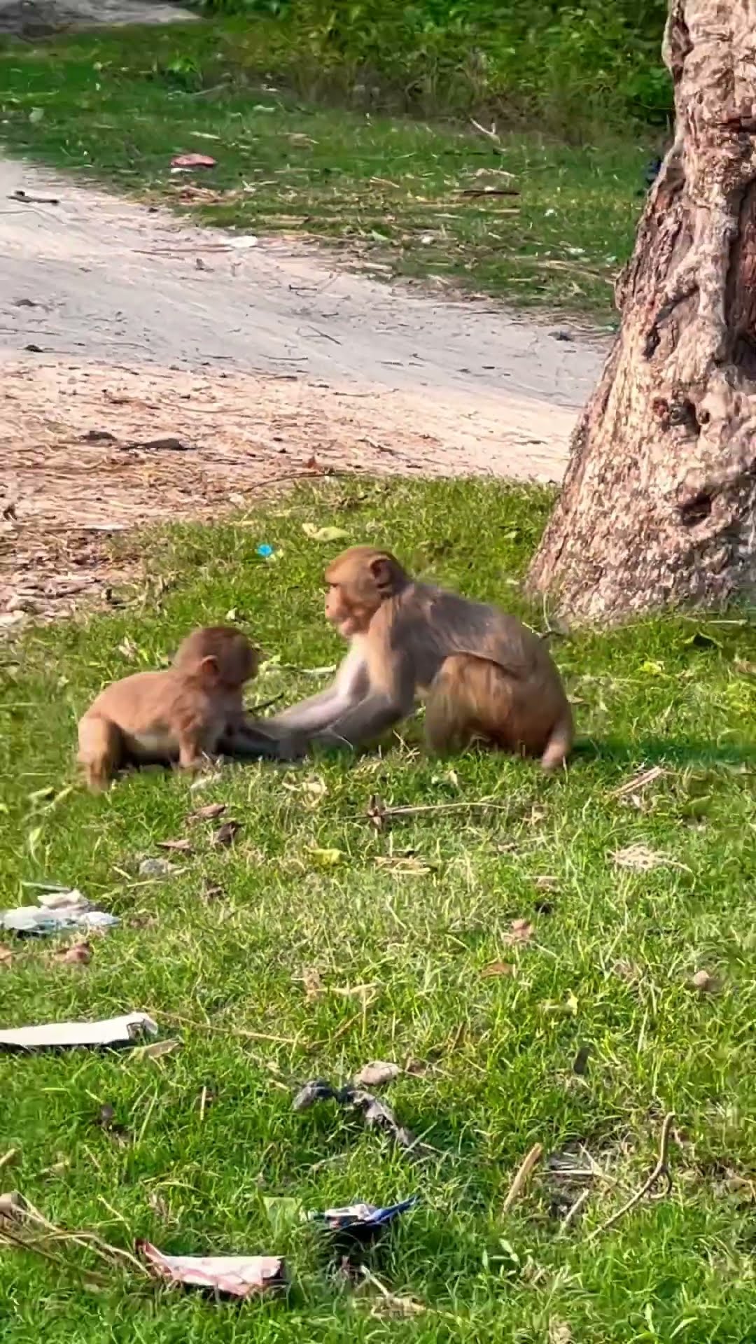 Monkey Rule Playing Like fighting #pushpa #shorts #monkey #followme # ...