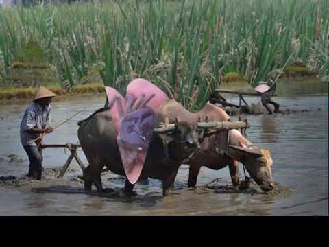 Pertanian Tradisional Indonesia - YouTube