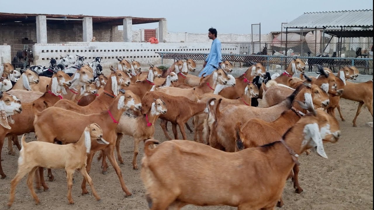 Worlds Biggest Goat Herd(Jattan Breed) King of Goats Sardar Shah ...