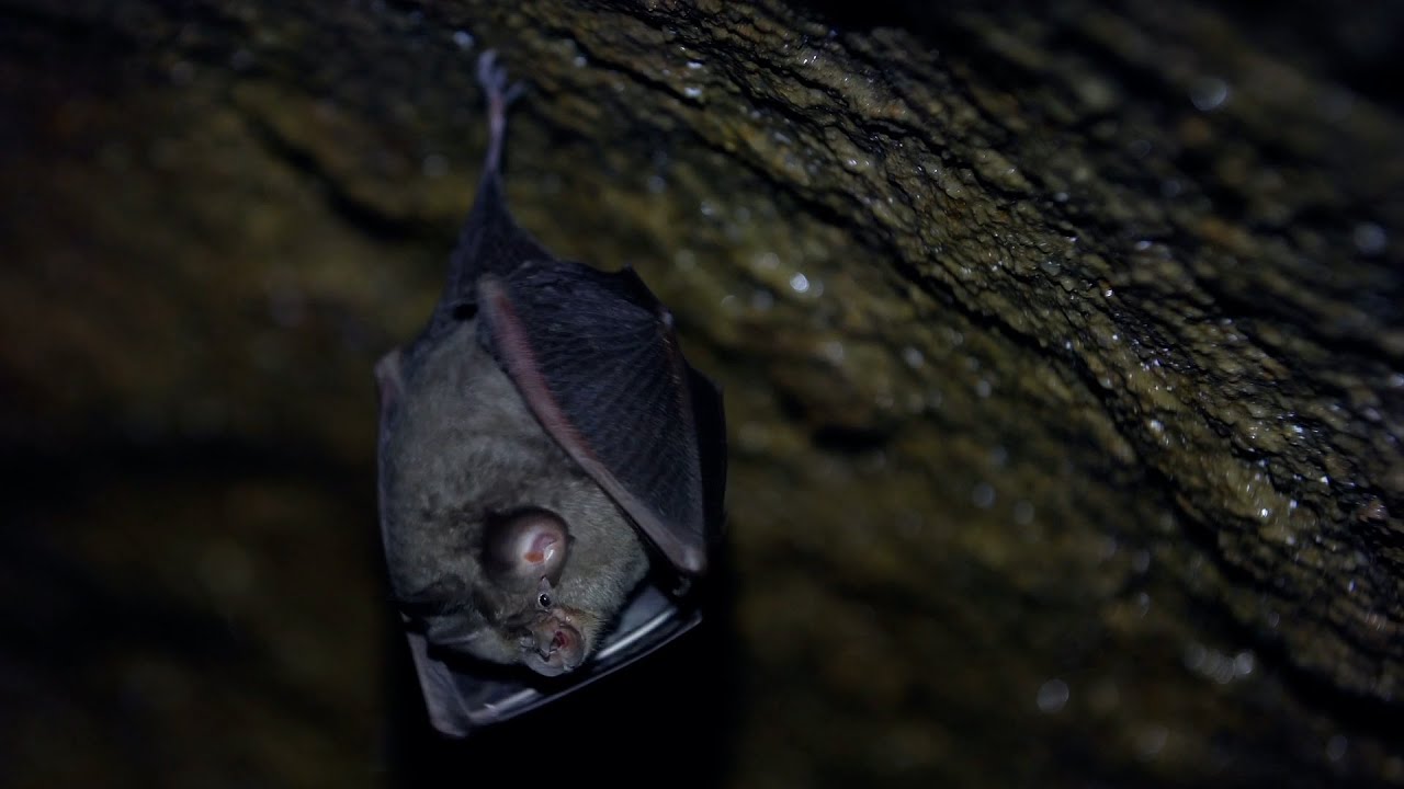 Bats Make Predictions on Prey Movements - YouTube