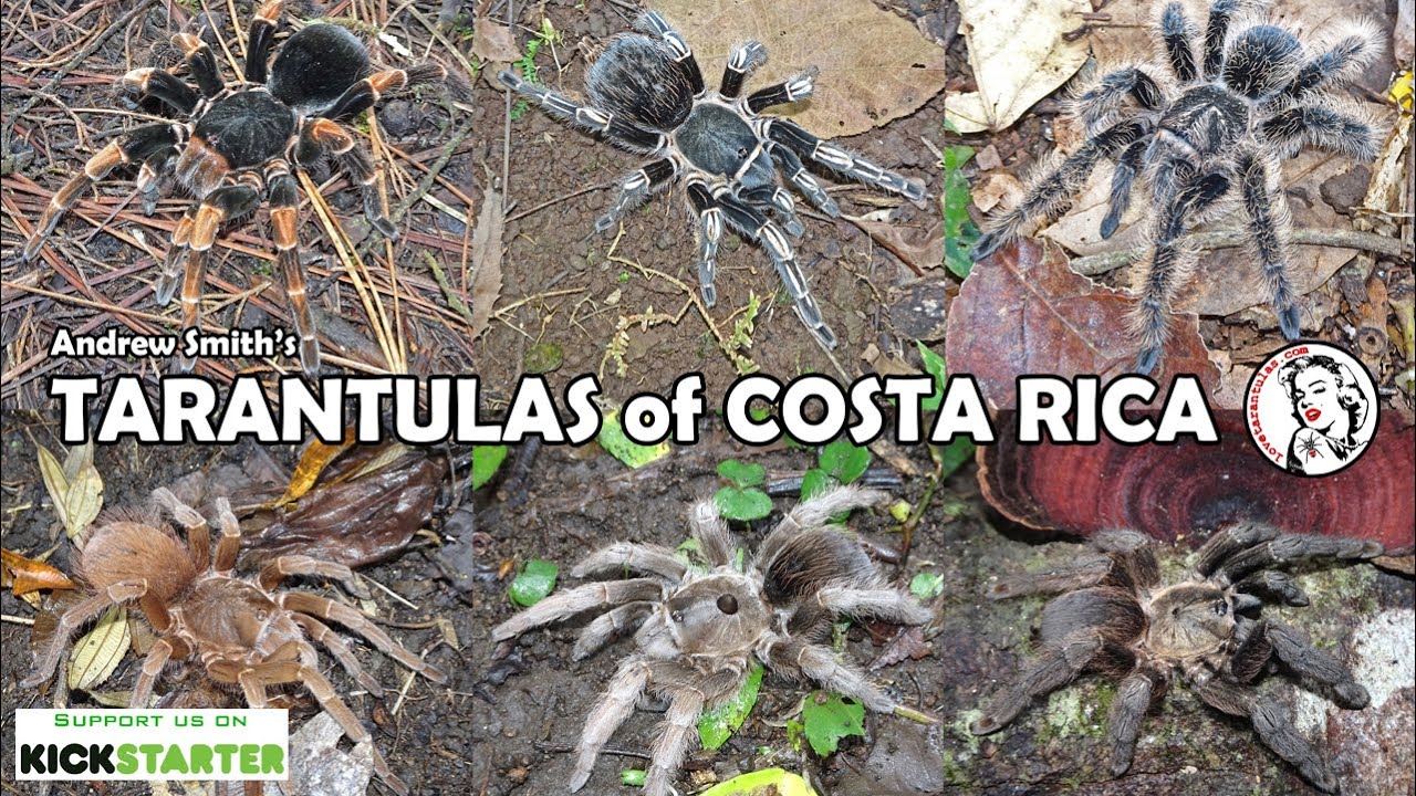 New documentary - TARANTULAS of COSTA RICA - YouTube