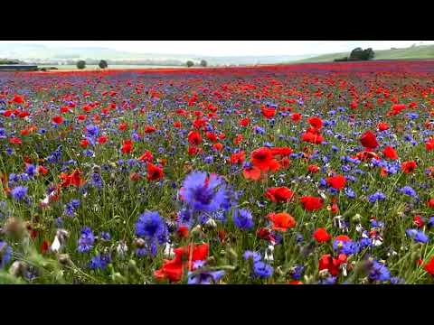 Champ de bleuets et coquelicots avant l'orage