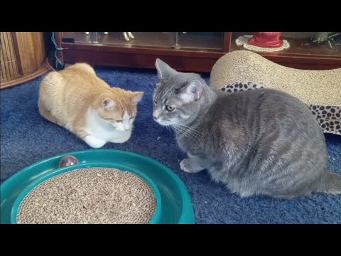 Cats Hanging Out Together - YouTube