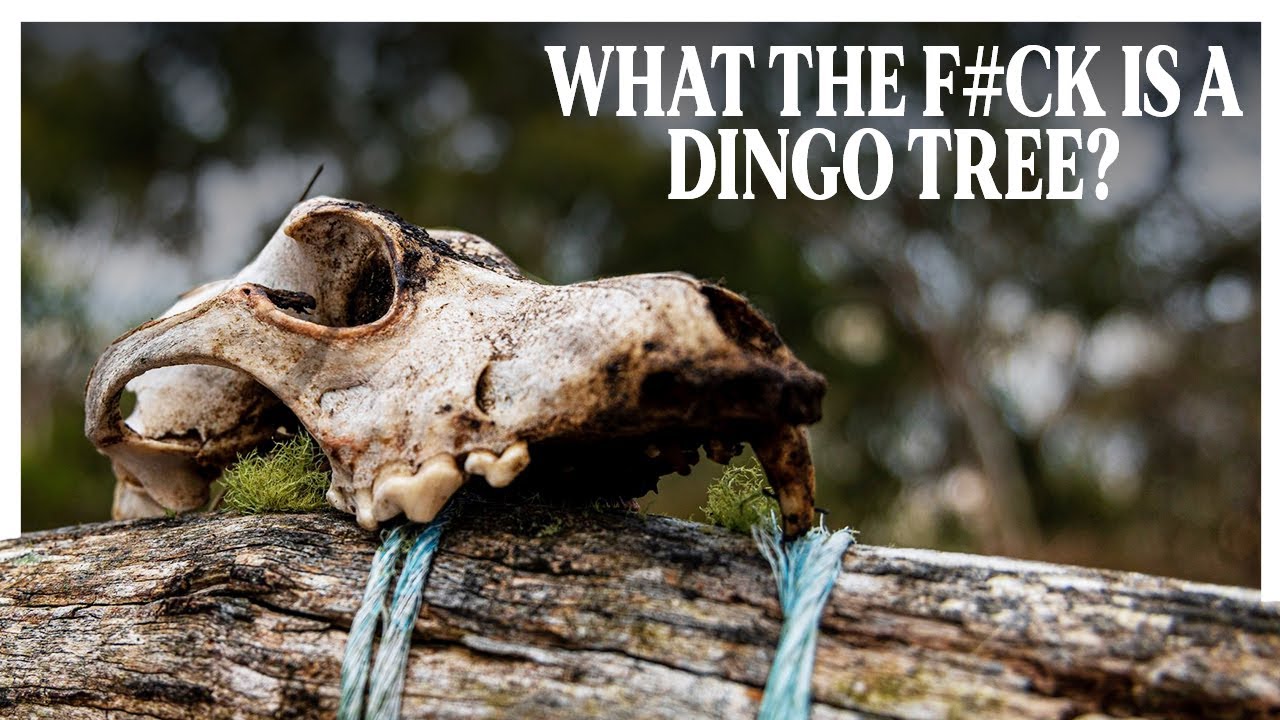 What is a 'Dingo Tree'? - Uncovering a Disturbing Australian Tradition ...