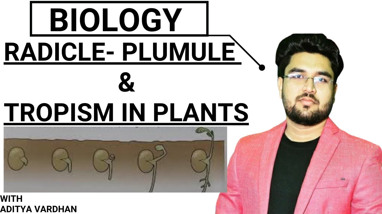 Radicle- Plumule & Tropism In Plants || Plant Development || Biology ...