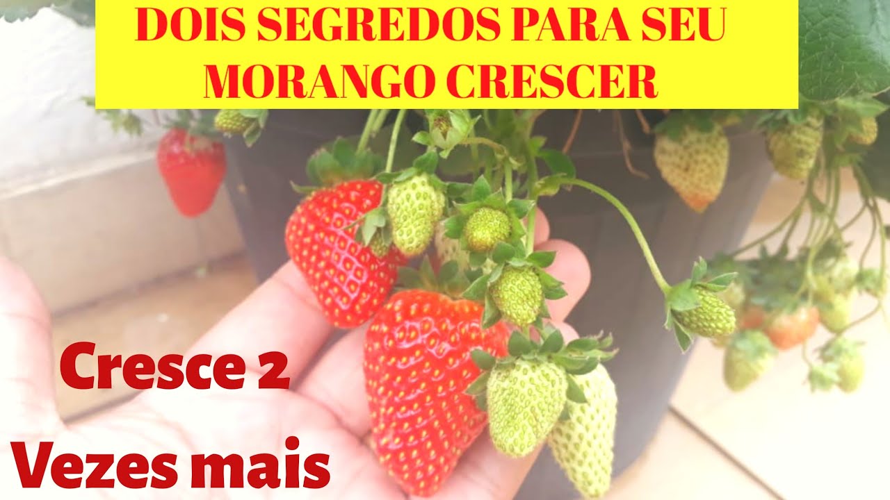 COMO FAZER SEU MORANGO FICAR GIGANTE - YouTube