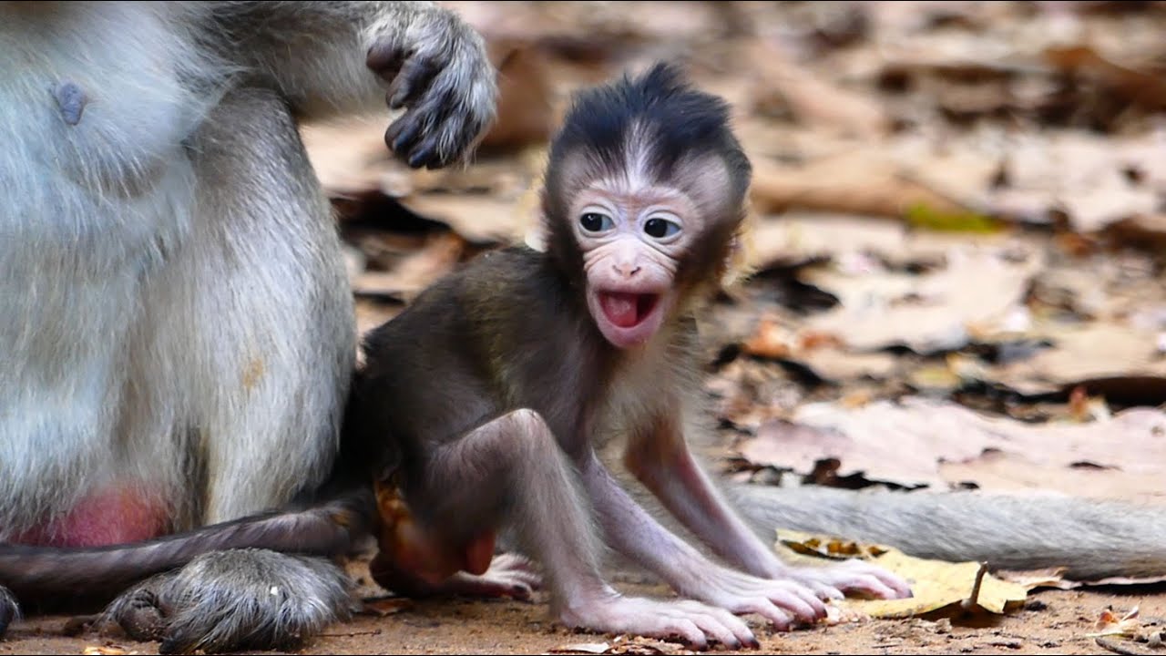 Monkey Angel Give A Chance To Aria With Training Himself To Be Strong ...