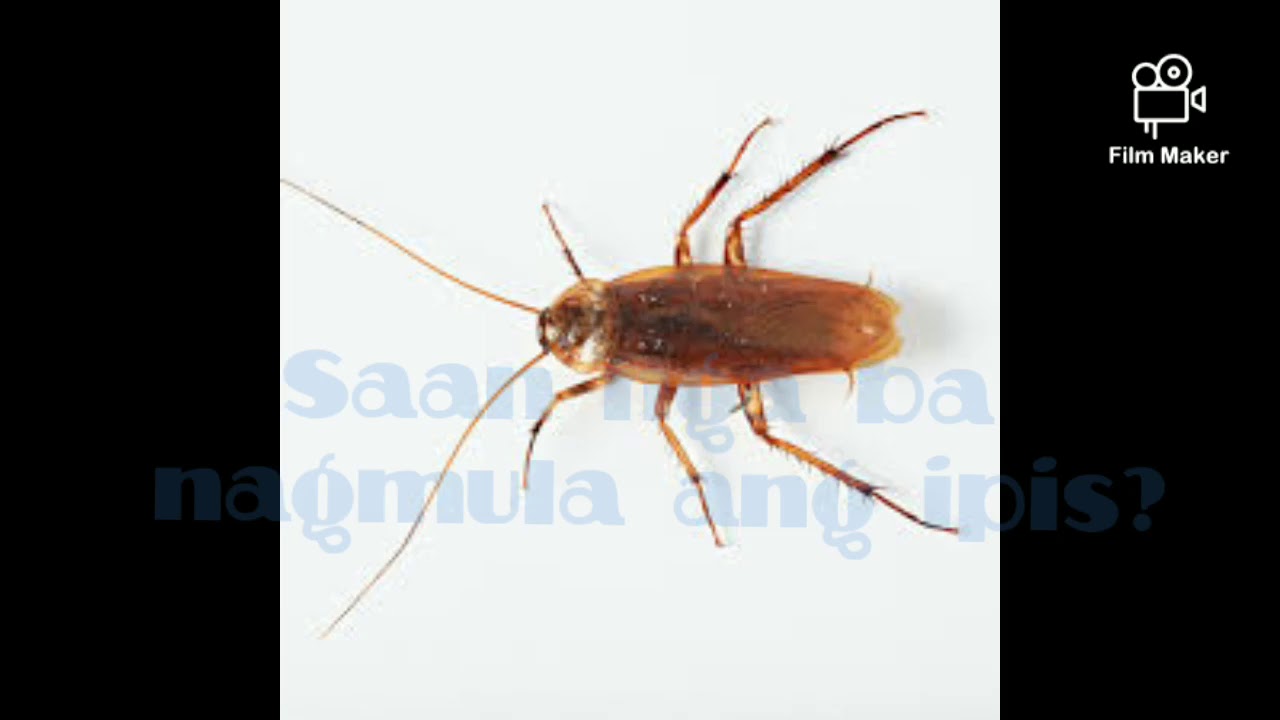 Tanong: Saan nagmula ang ipis? - YouTube