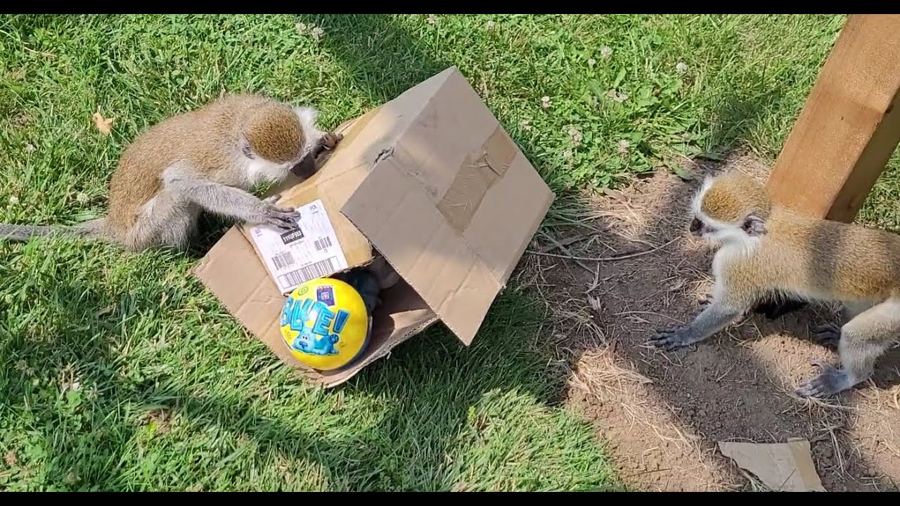 A Box for the Boys - YouTube