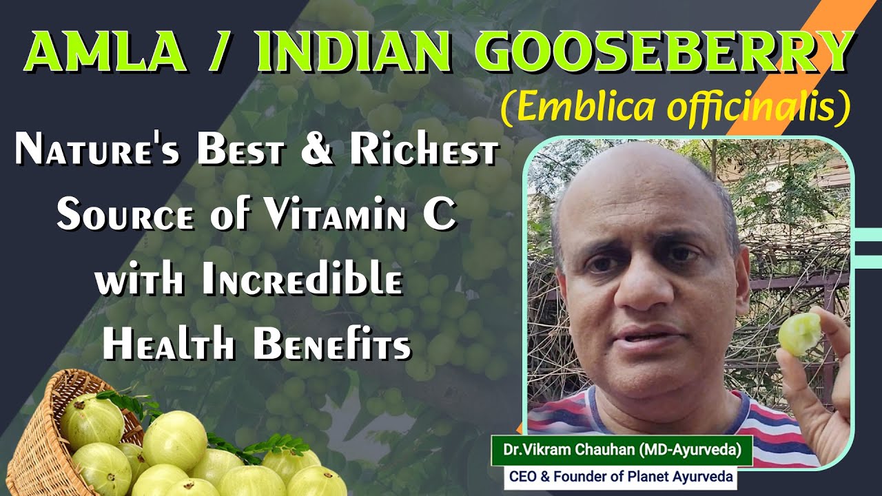 Amla / Indian Gooseberry - Nature's Best Richest Source of Vitamin C ...