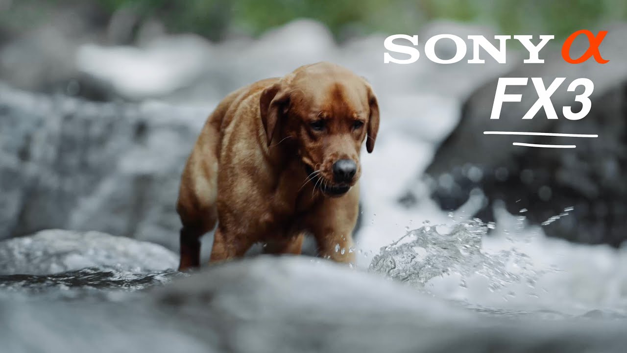 A Cinematic Dog Commercial (SONY FX3) - YouTube