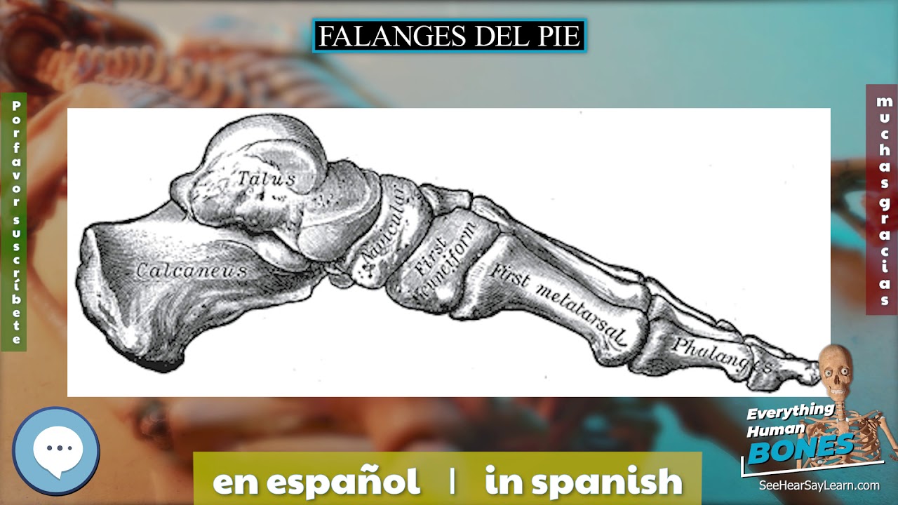 Falanges del pie 🦴Todo huesos de anatomía humana🦴 - YouTube