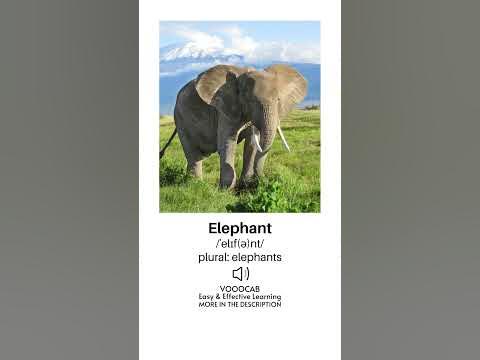 Elephant - Pronunciation, English Phonetic Transcription, Plural Form ...