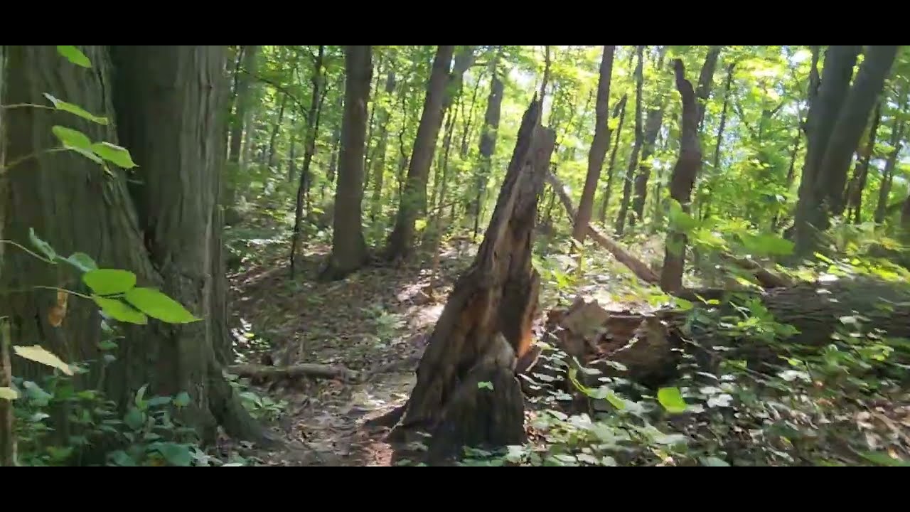 Hiking at River Bluff park.Allegan county Saugatuck MI.Enjoyable river ...