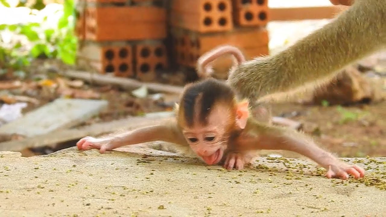 Baby SABA monkey angry SARIKA mother touches his body - YouTube