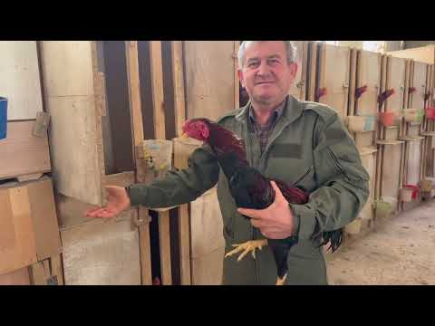 İŞTE KALİTE İŞTE TELLİ RAMAZAN YALÇIN