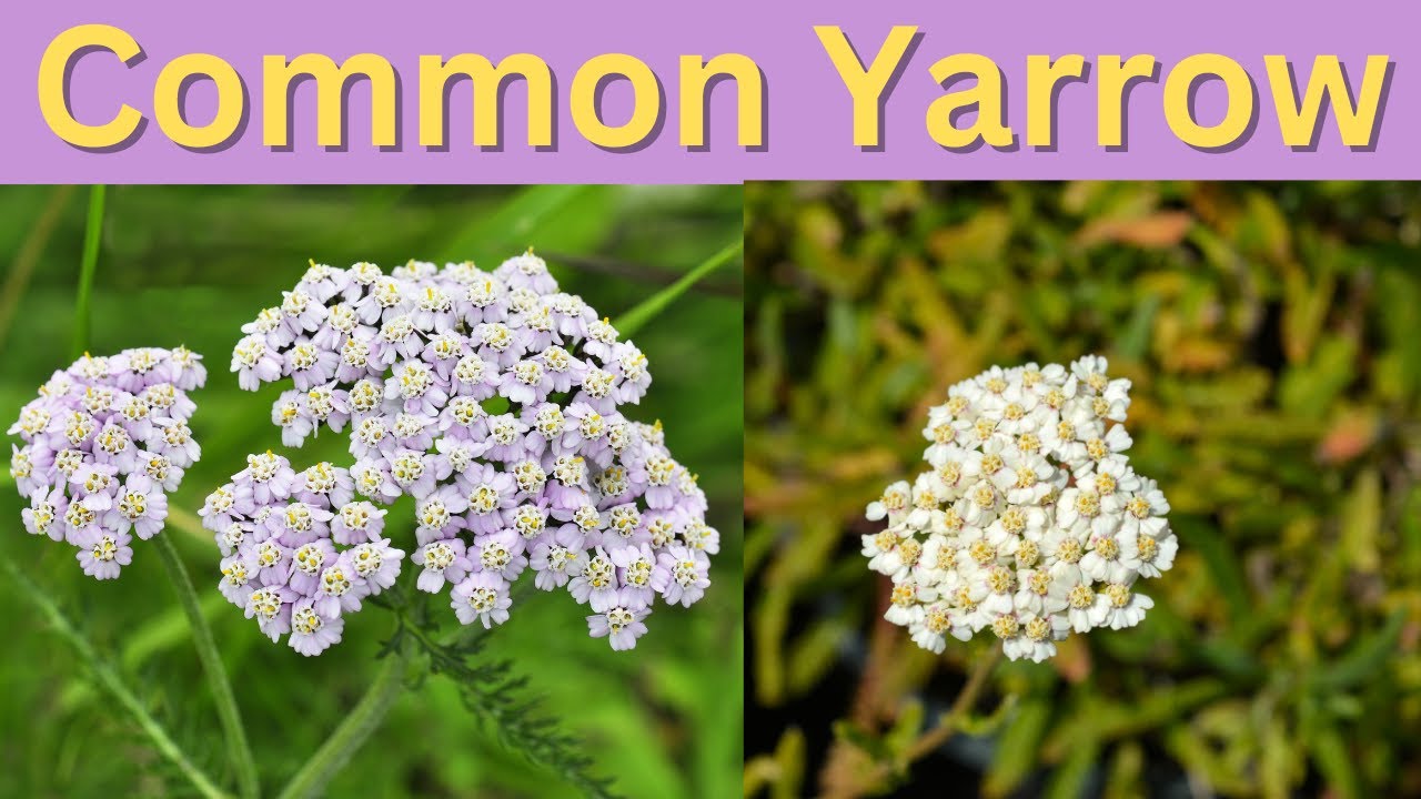 Exploring the Health Benefits and Remedies of Common Yarrow - YouTube