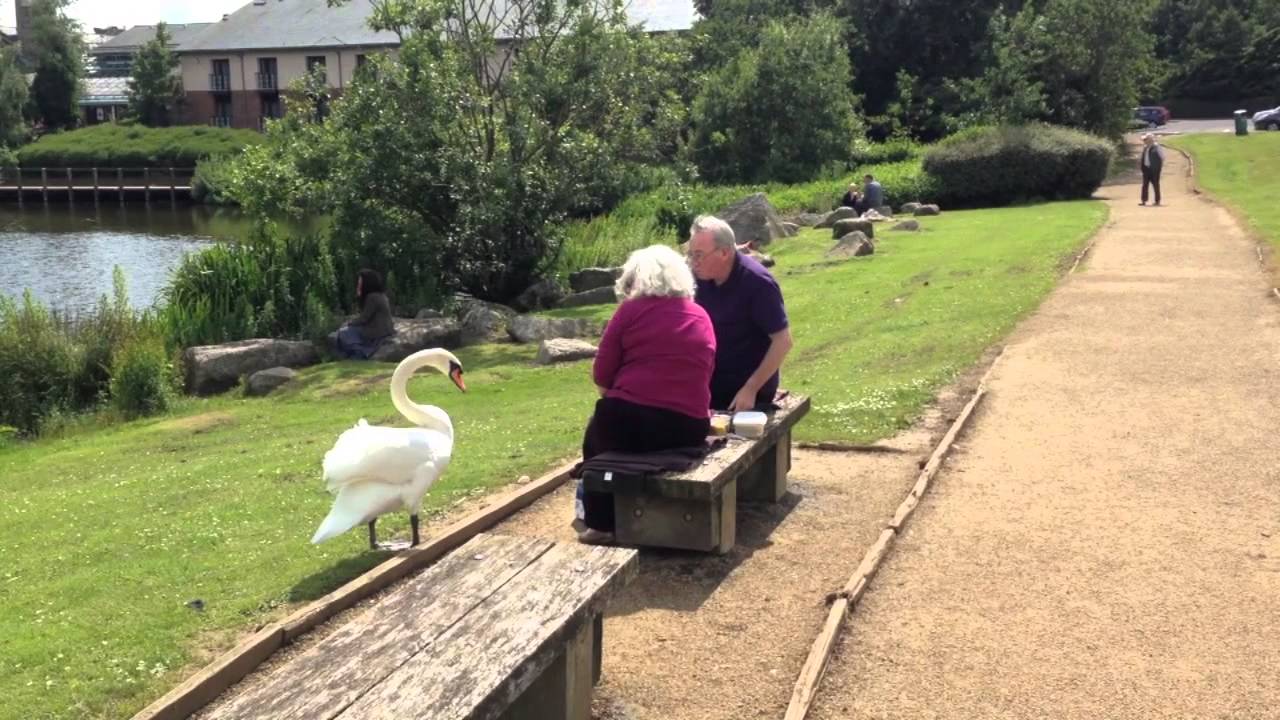 Swan thug at Scottish Borders - YouTube