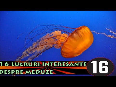 Lucruri interesante despre meduze + BONUS  - 16 MEGA