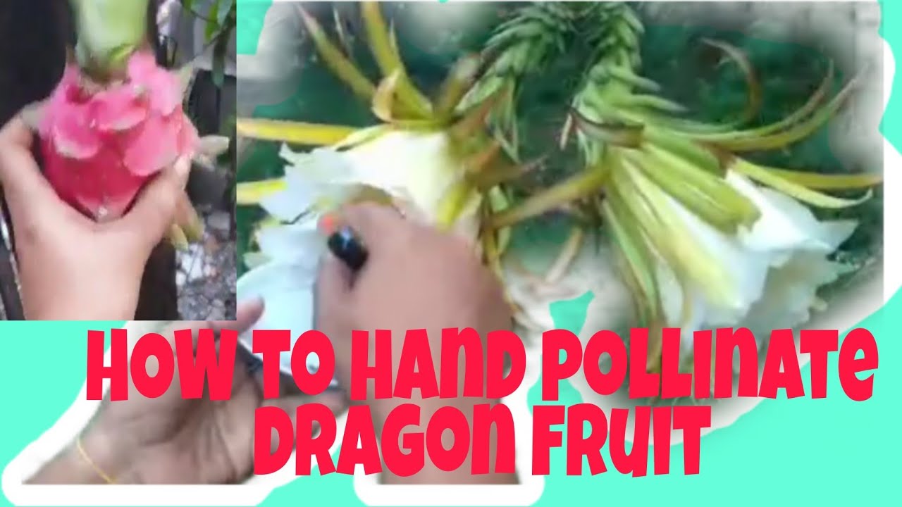 HOW TO HAND POLLINATE DRAGON FRUIT - YouTube