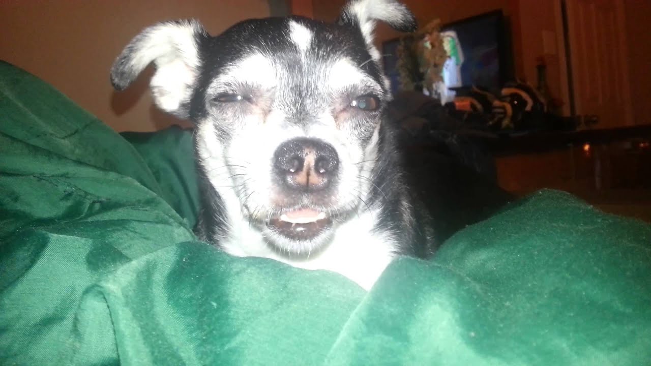 My Stoned Dog - YouTube