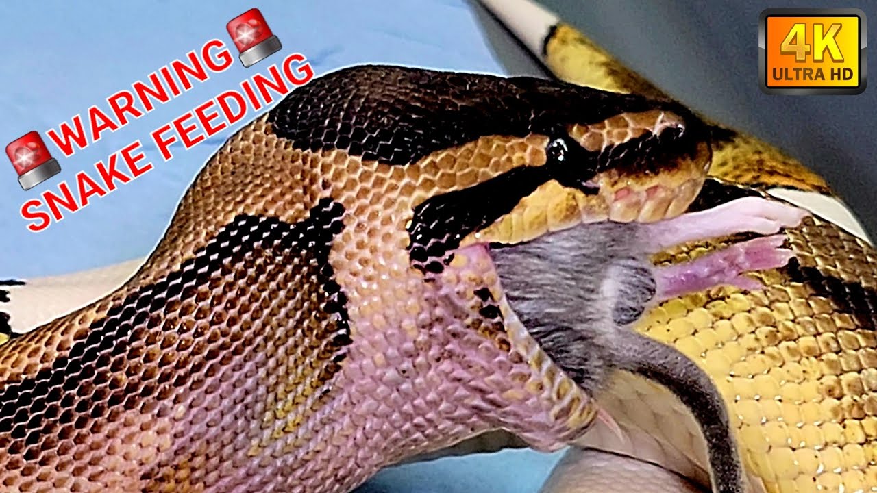 Exotic Half White Python Feeds - YouTube