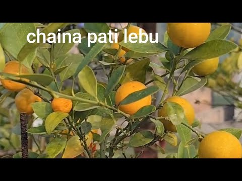 Chaina pati lebu porichorja|gradening tips||chad bagane pati lebu ...