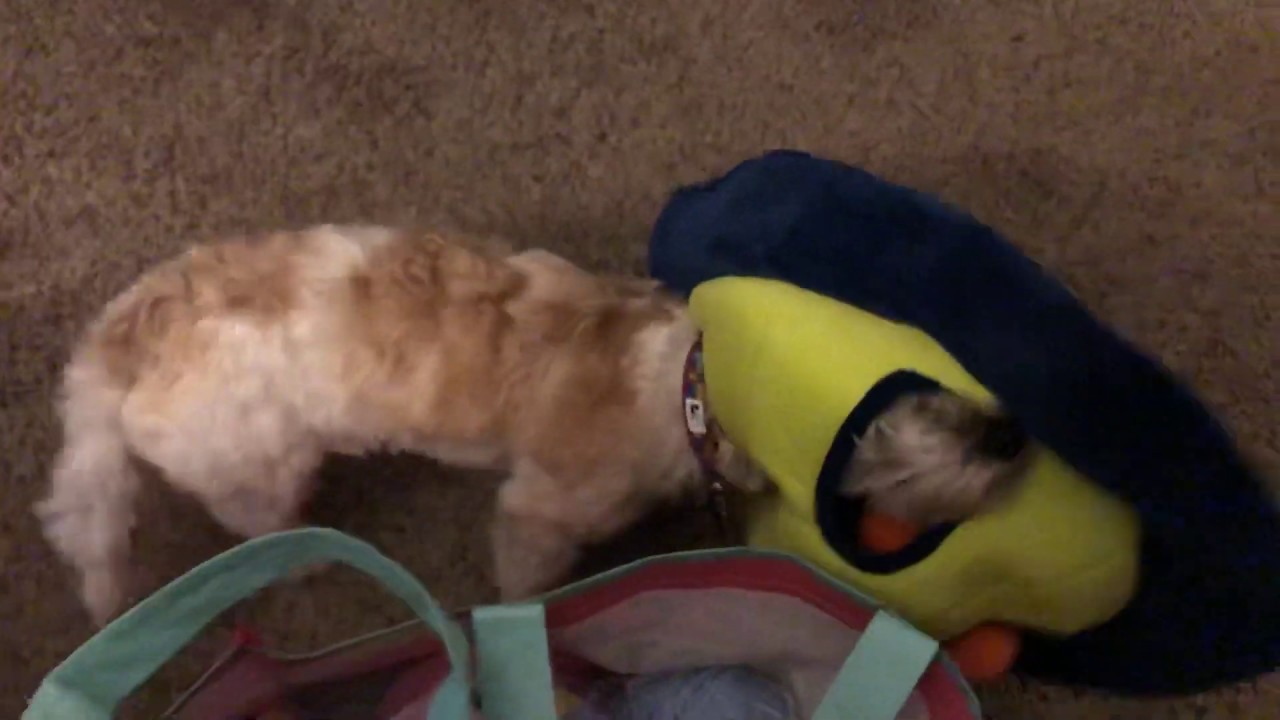 Ruby got her head stuck in her toy - YouTube