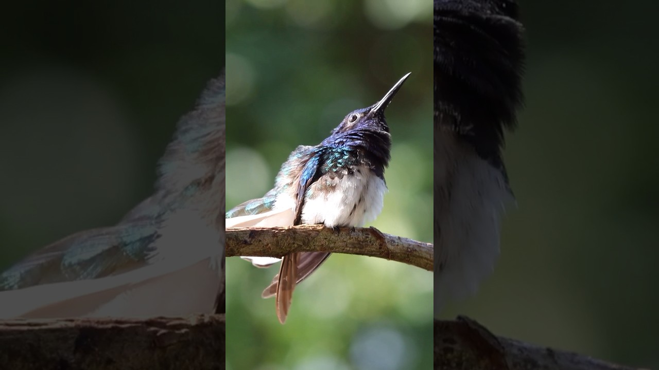 Happy Weekend everyone! #sunspot #hummingbirds #costaricabirding - YouTube