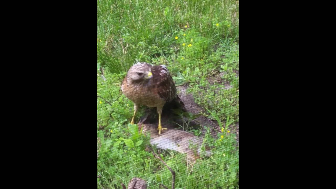 Backyard Rabbit Caught by FALCON (GRAPHIC) - YouTube