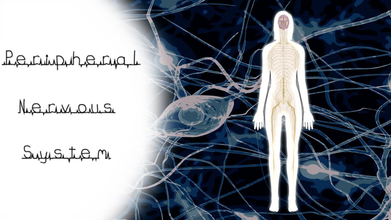 The Human Body: Peripheral Nervous System - YouTube