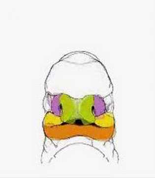 development of face - YouTube