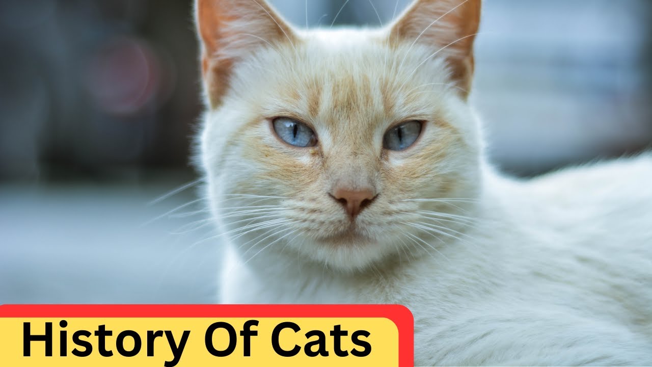 History Of Cats - Some Facts Cats #viralvideo - YouTube